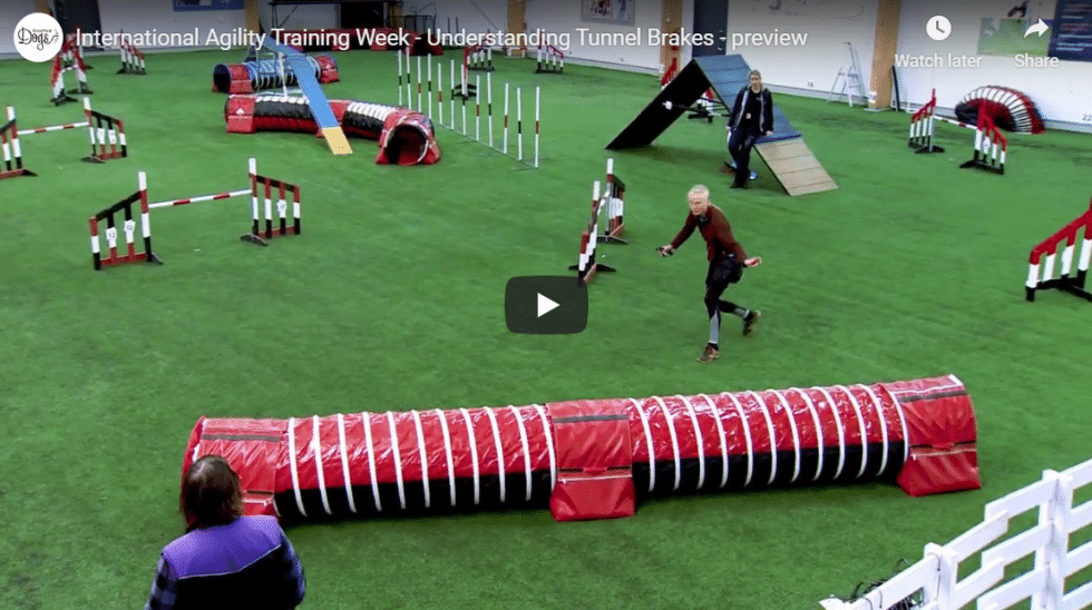 International Training Week is great training for advanced agility ...