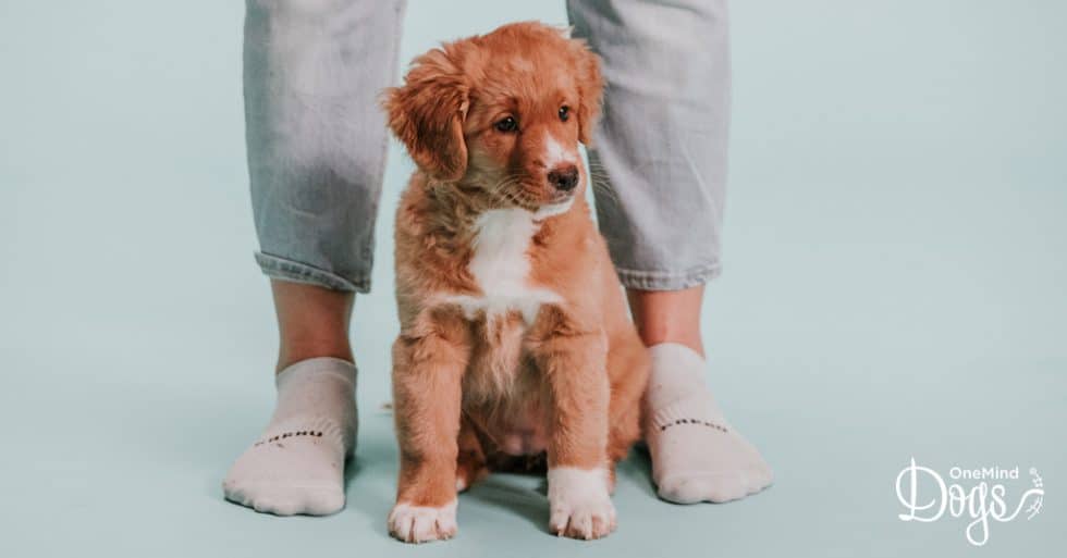 Understanding your dog's point of view makes you the best dog owner ...