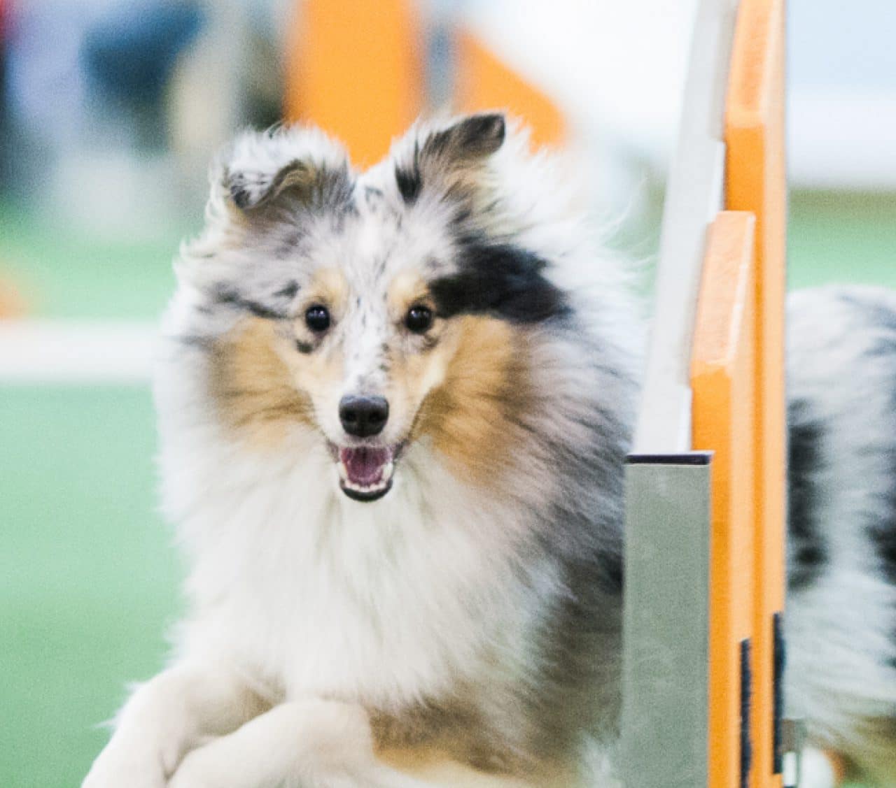 OneMind Dogs - Home - OneMind Dogs