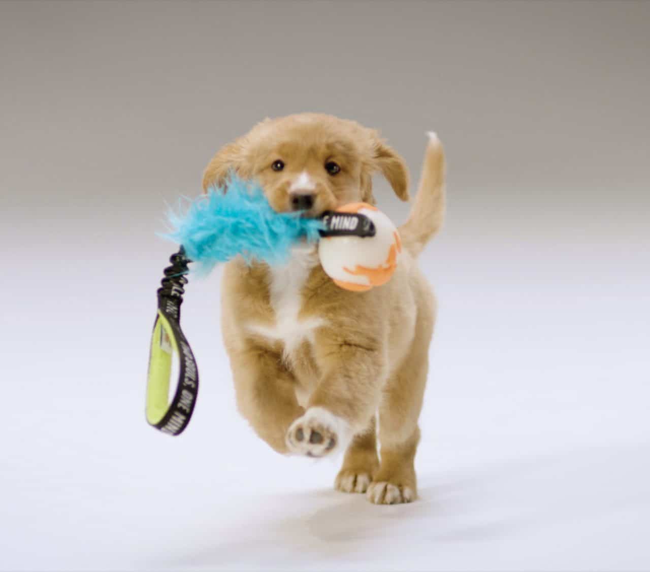 OneMind Dogs - Home - OneMind Dogs