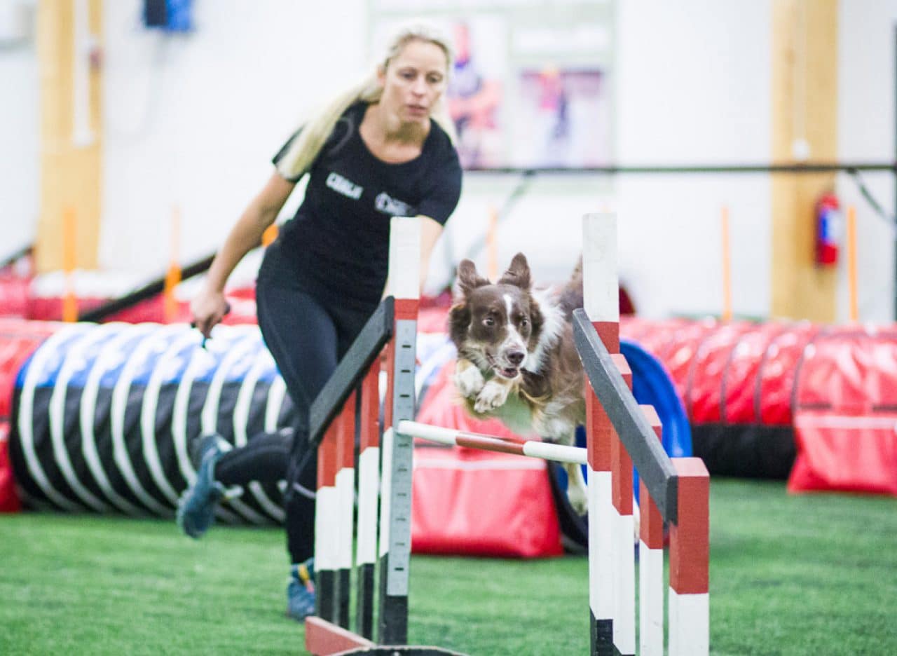 Agility Handling Techniques – OneMind Dogs Agility Training