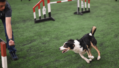 Lead legs: how do dogs turn in agility? – OneMind Dogs