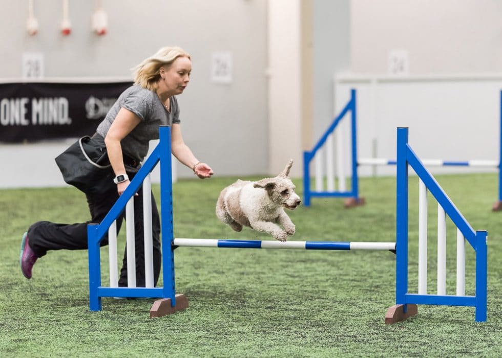 Guided Course - 10 Handling techniques - Part 3 - OneMind Dogs