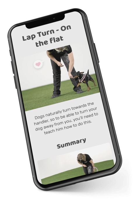 Online Agility basics - start from backyard - OneMind Dogs