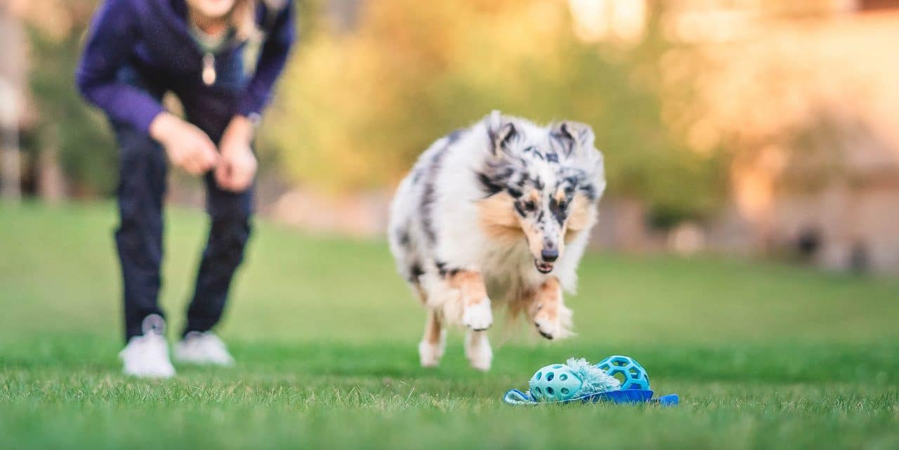 OneMind Dogs - Online Dog and Agility Training from the dog's perspective