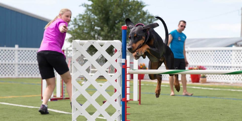 OneMind Dogs - Online Dog and Agility Training from the dog's perspective