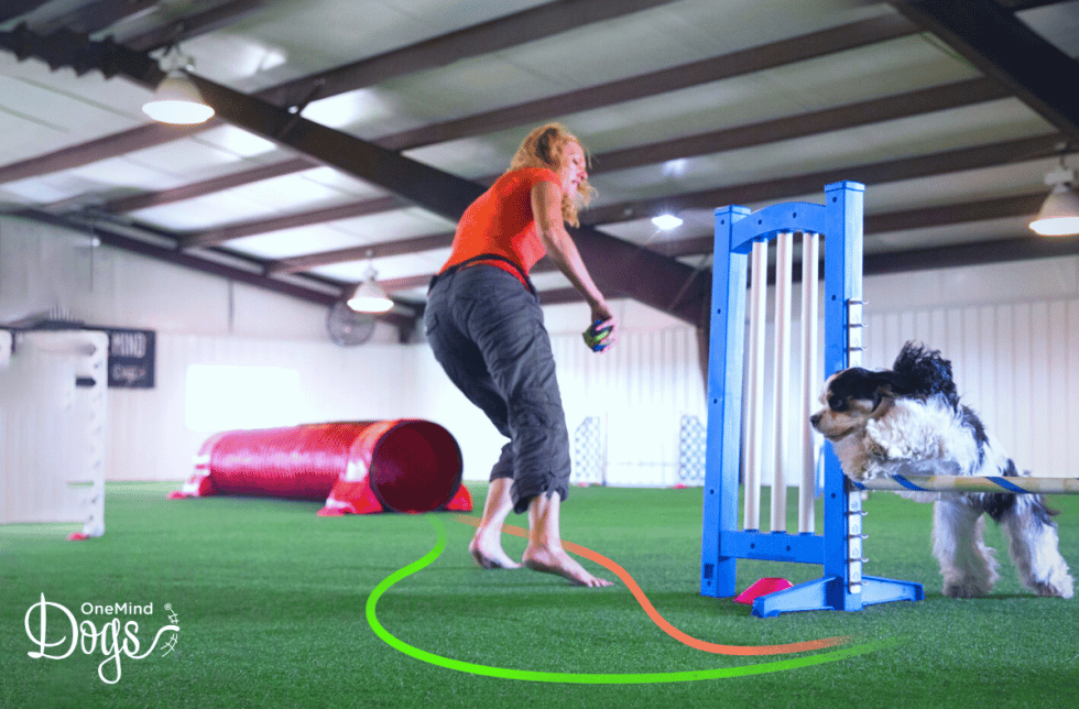Agility Course Running - Know your dog’s reality lines for more clean runs!