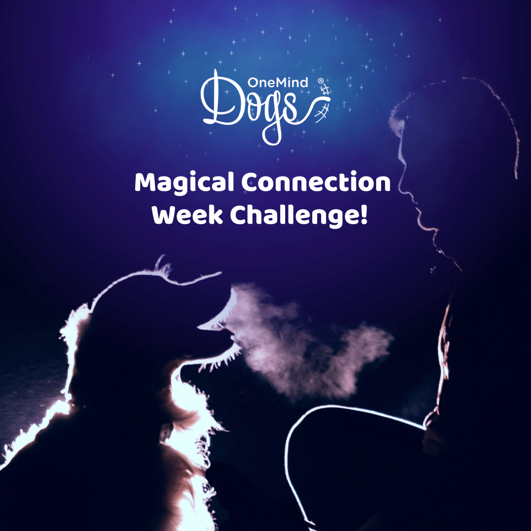 Magical Connection Week – Build a stronger bond with your dog in 7 days
