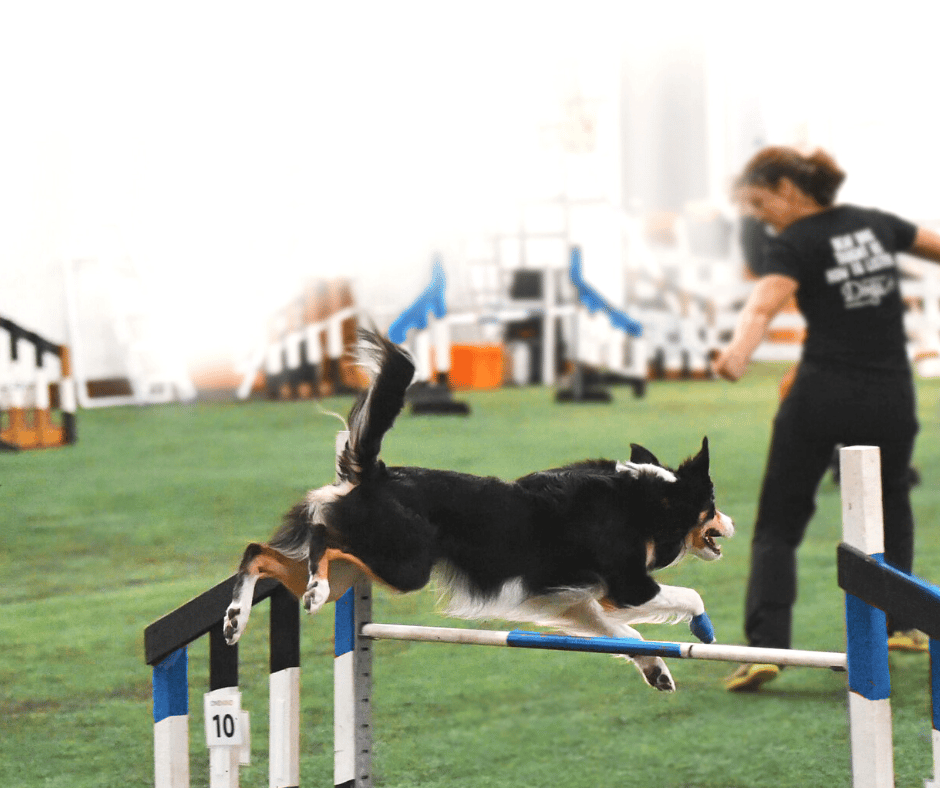 3 steps to success in dog agility - Building your agility toolbox!