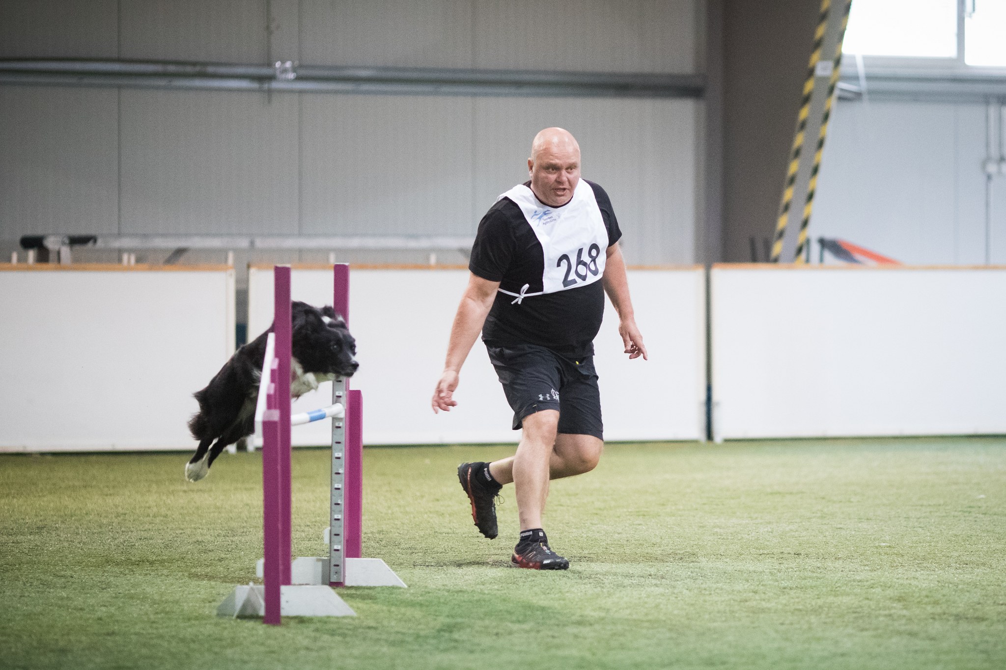 Online agility training - Analysing courses & handling for intermediate ...