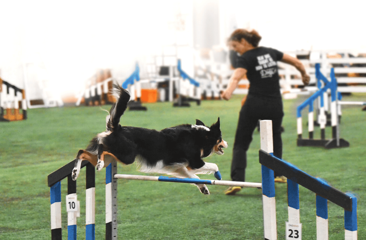 3 steps to success in dog agility - Building your agility toolbox!