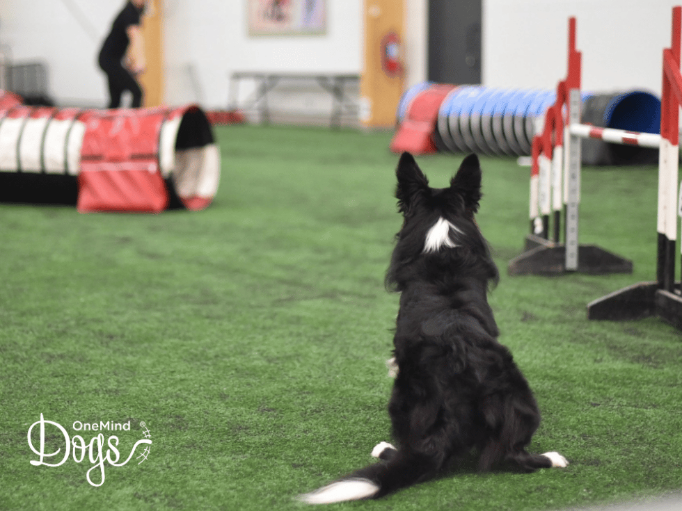 Dog Agility Skills — 5 steps to a solid startline stay!