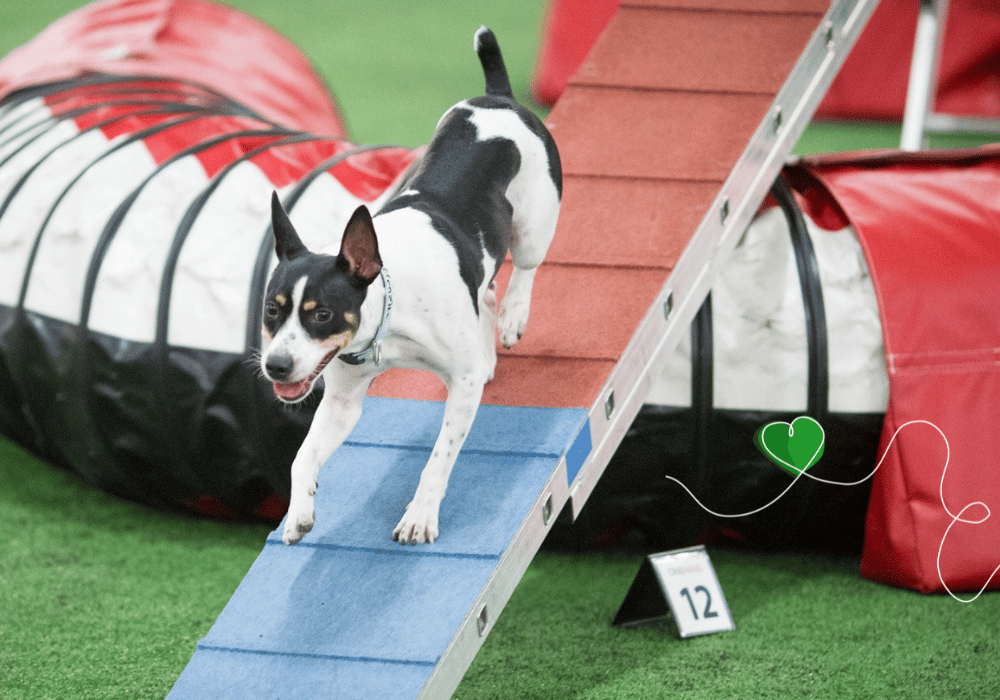 Online agility guided course - Consistent Contacts with Katelyn