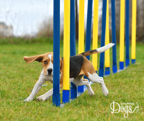 Six easy agility obstacles you can DIY at home - OneMind Dogs
