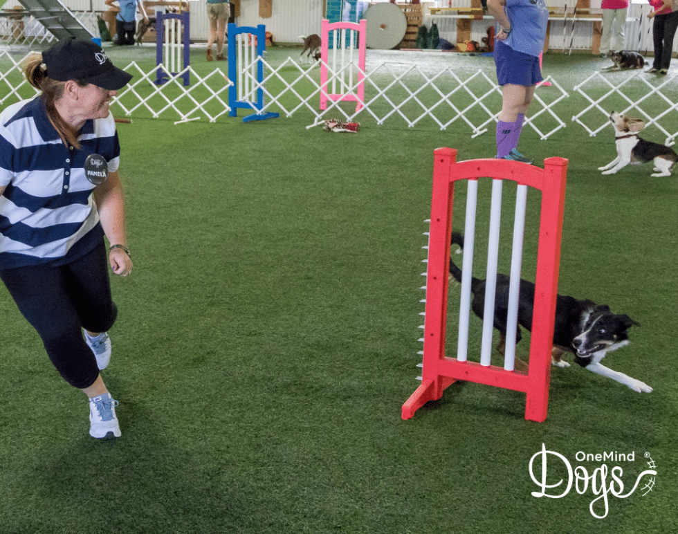 The 4 most important foundation skills for dog agility training