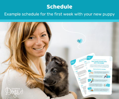 The Ultimate Puppy Starter Kit - Puppy training from the dog's perspective