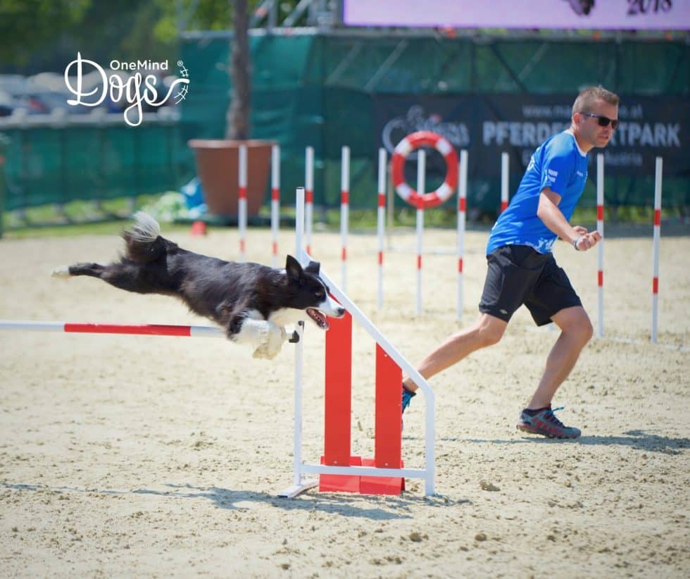 OneMind Dogs method and the use of verbals in dog agility