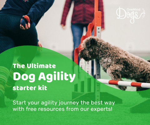 OneMind Dogs - Online Dog and Agility Training from the dog's perspective