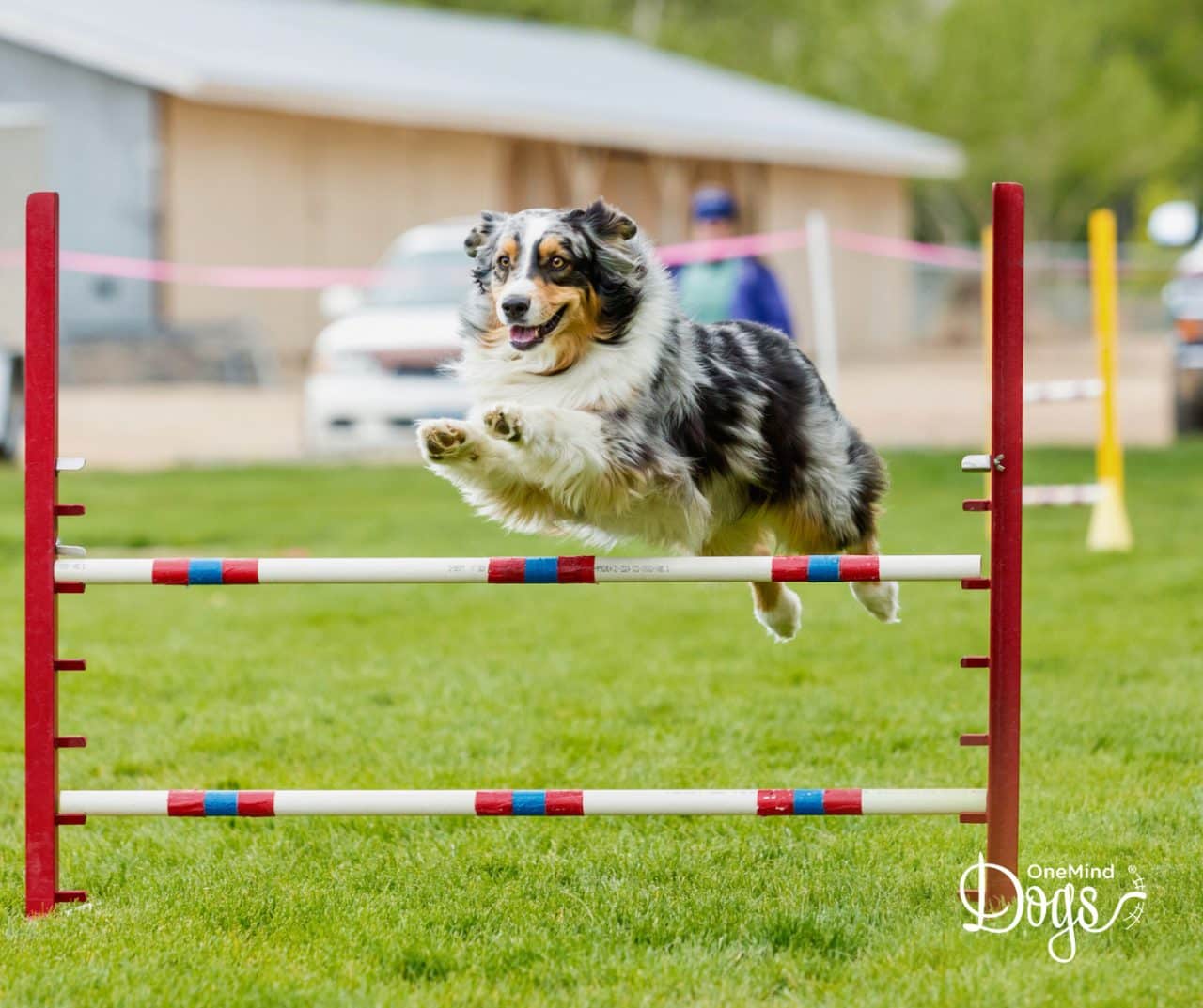 Should you set up a dog agility course in your backyard?