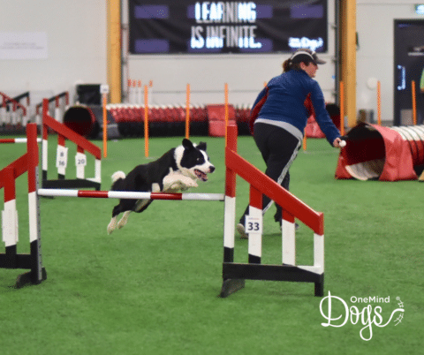 Trust and Training: The Core of Dog Agility Success