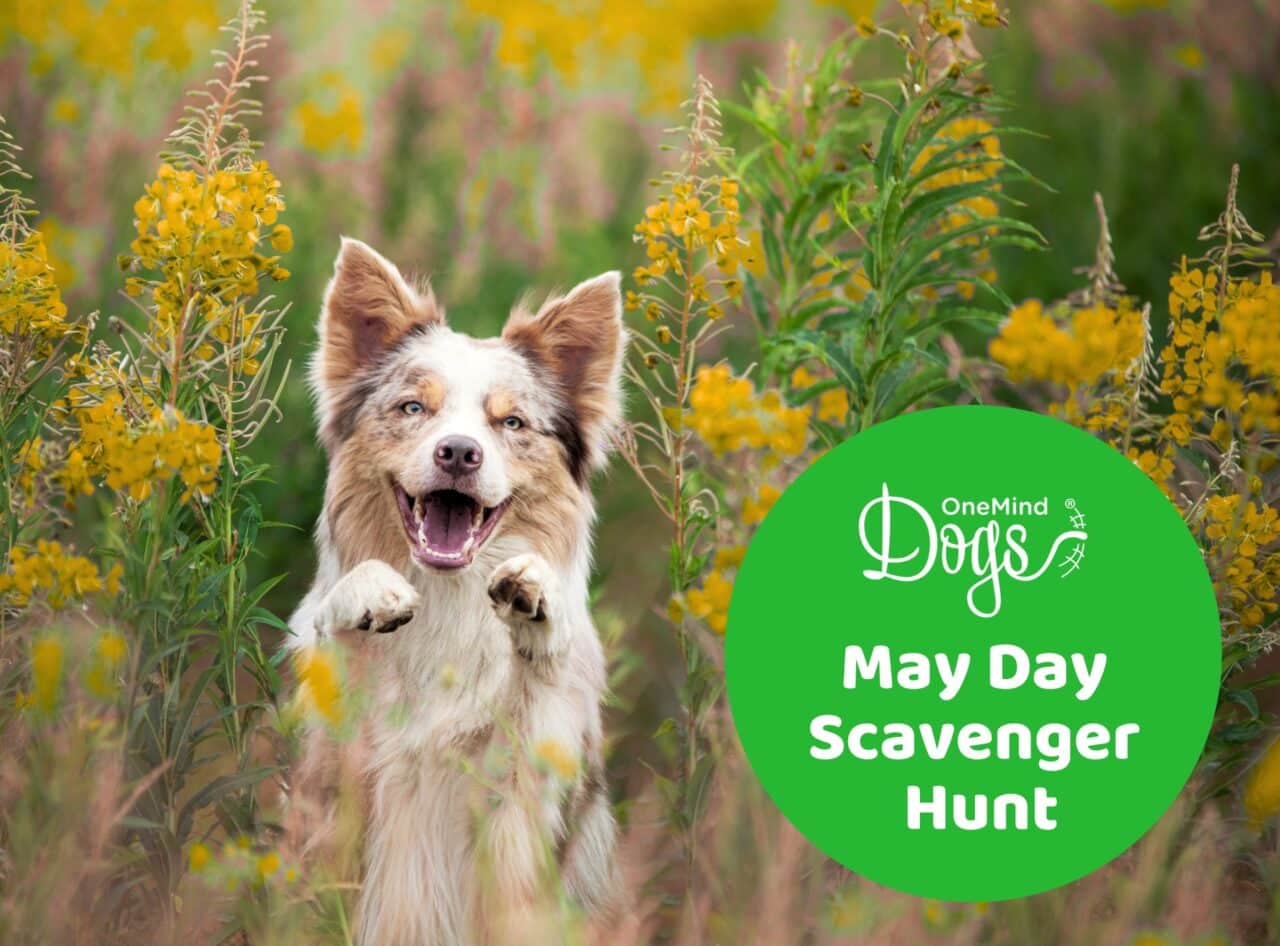OneMind Dogs May Day Scavenger Hunt