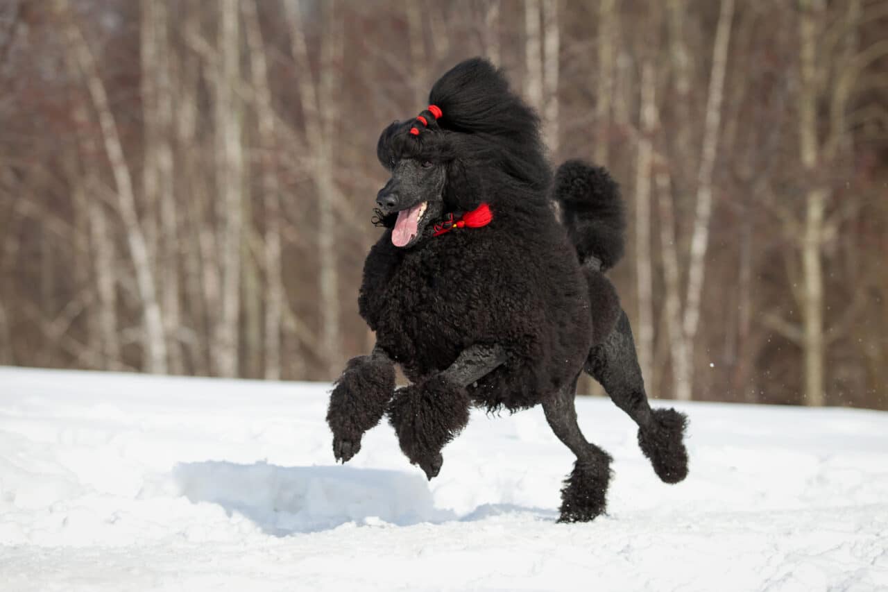 How to train your Poodle: 5 key steps from the dog's perspective ...