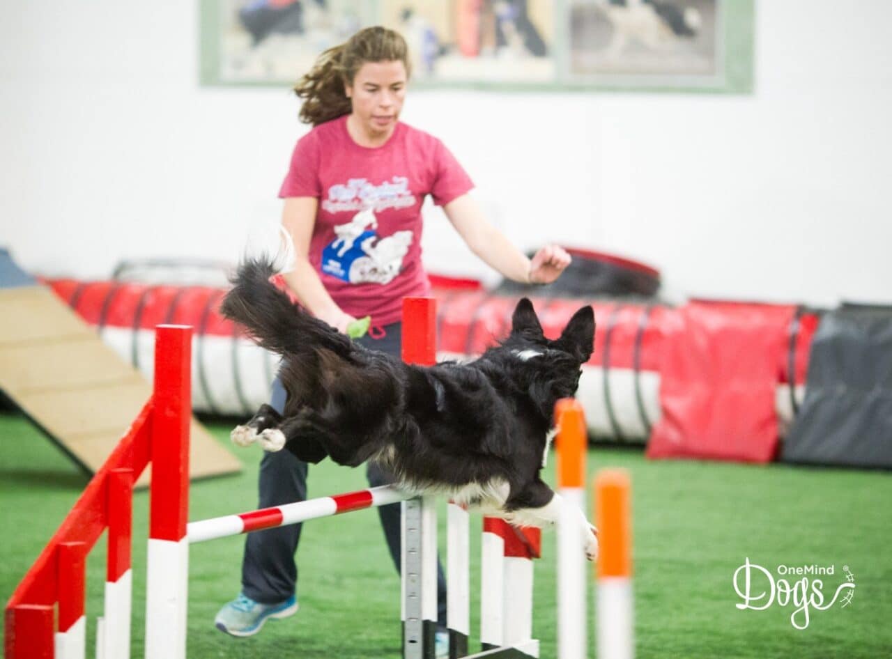 Free webinar: Handling serpentines and threadles in dog agility