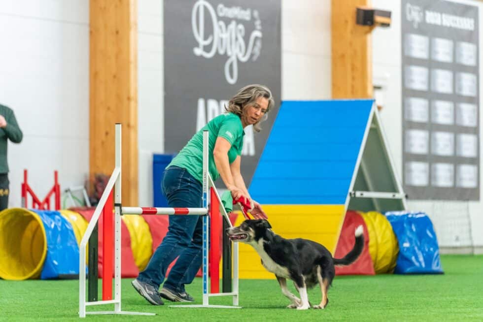 Footwork and Handler Mechanics in Dog Agility - OneMind Dogs