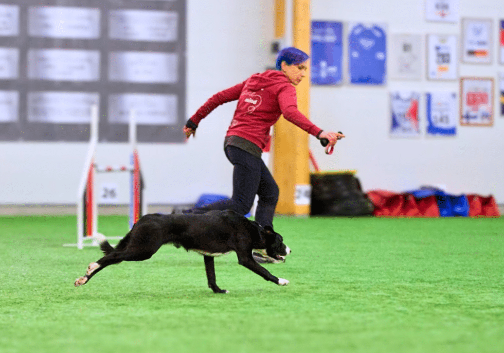Handling tips for fast, large-striding agility dogs