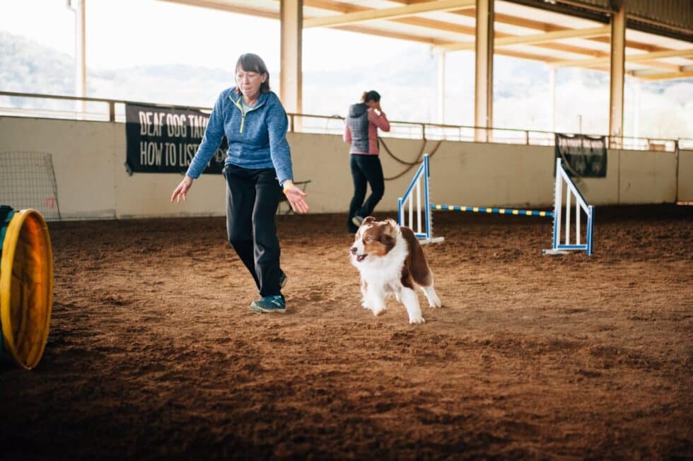 How to train a Border Collie puppy: 5 essential steps for success ...