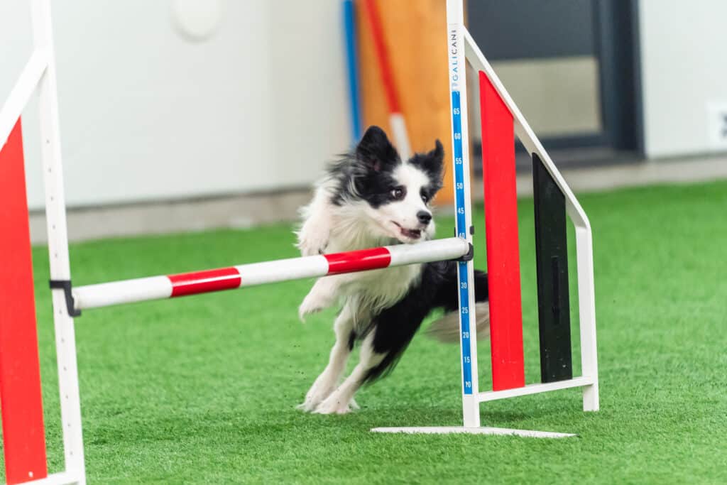 OneMind Dogs Masterclass - Collection and tight turns in dog agility