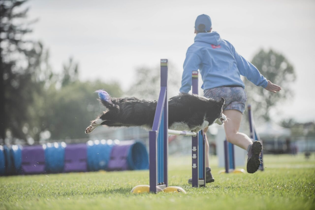 Why a warm-up matters in dog agility (and how to do it right) - OneMind ...