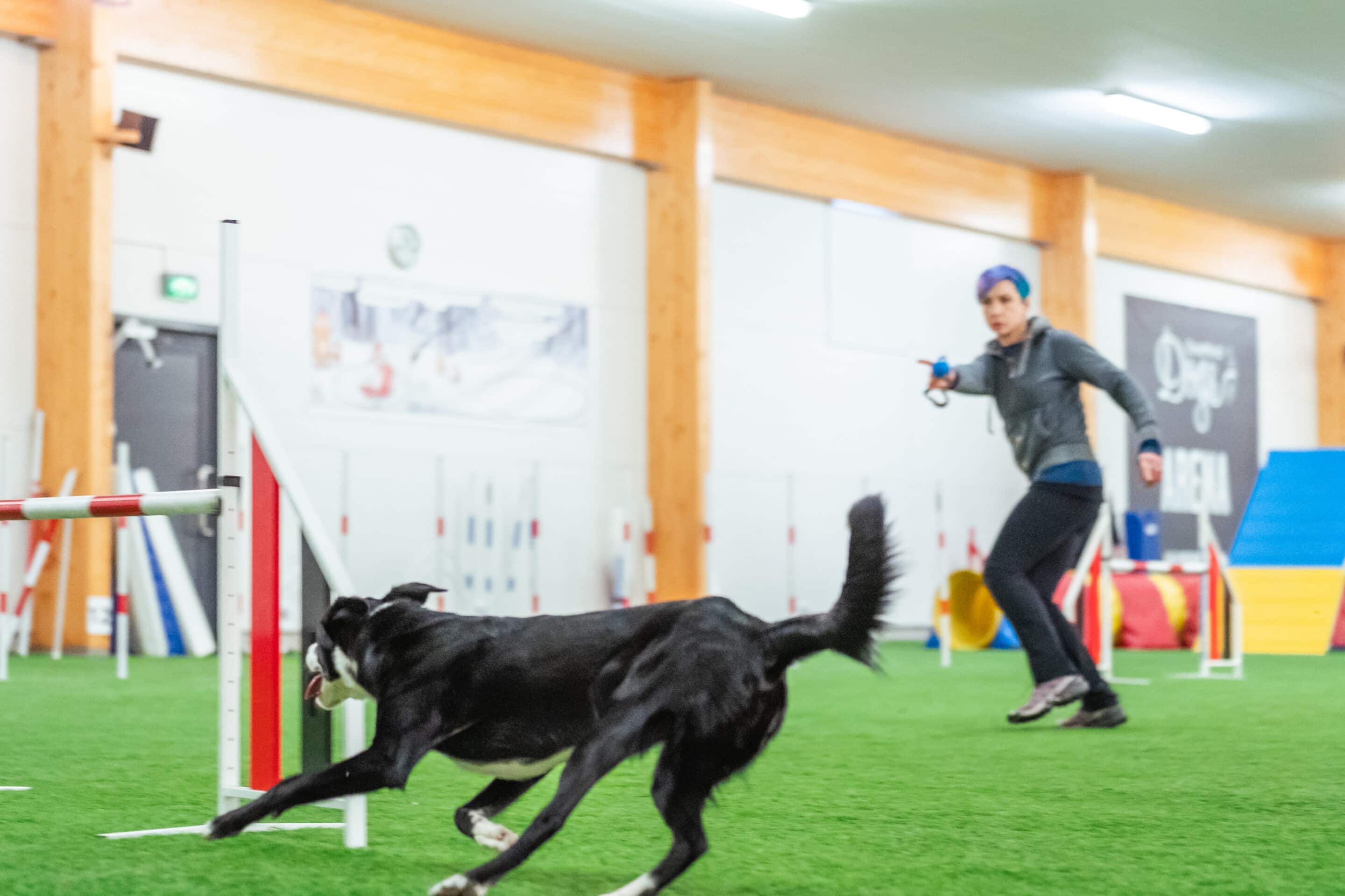 OneMind Dogs Agility Masterclass - Distance handling and training