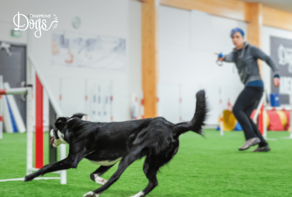 Mastering Distance Handling in Dog Agility - OneMind Dogs