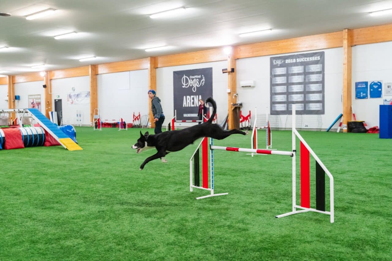 Mastering modern dog agility courses - handle lines, not obstacles