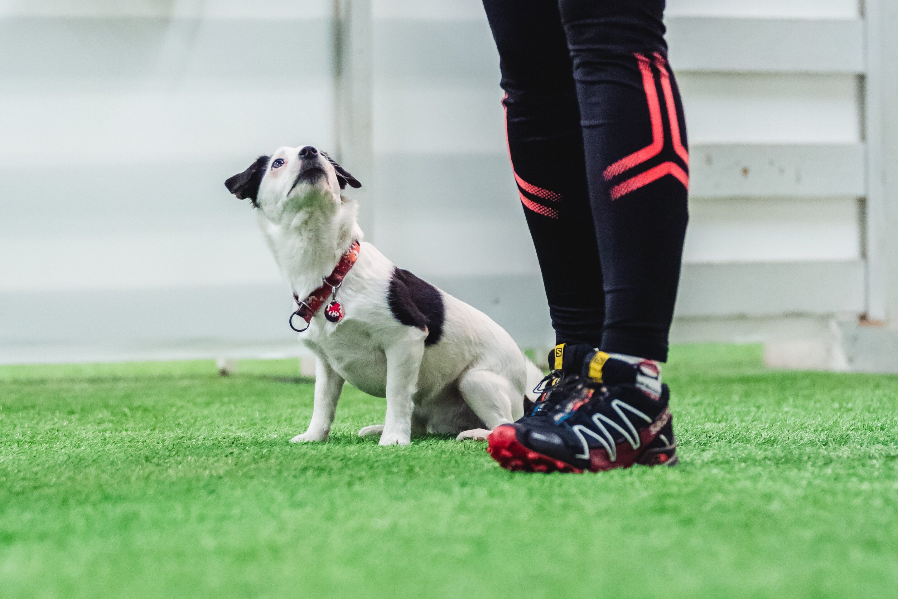 OneMind Dogs Start Line Stay Challenge for Agility