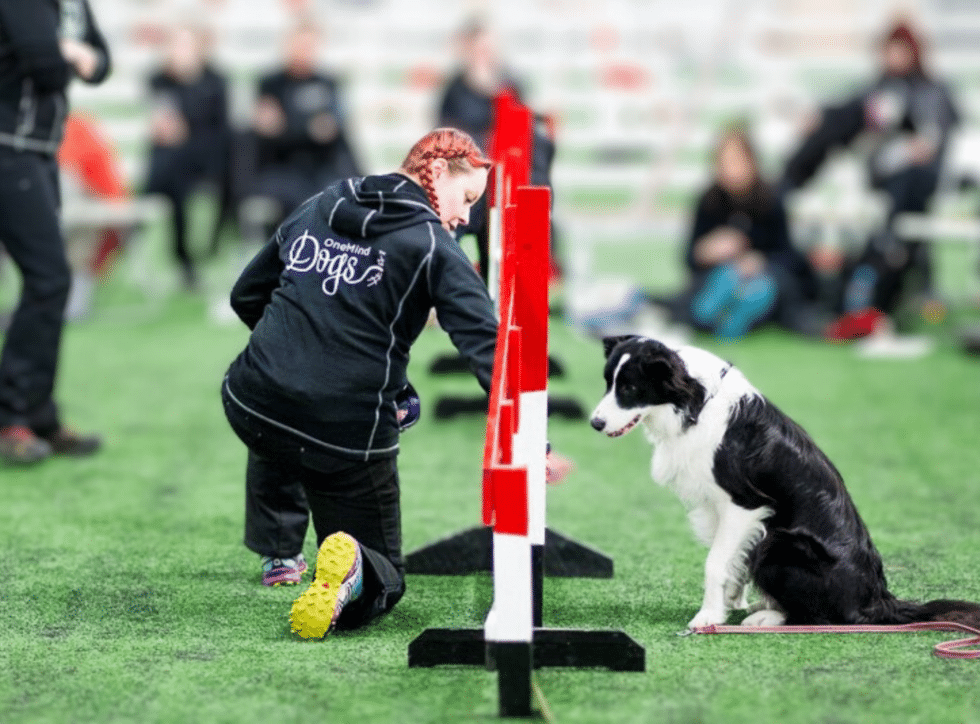 The power of one jump: Important agility exercises for all dogs