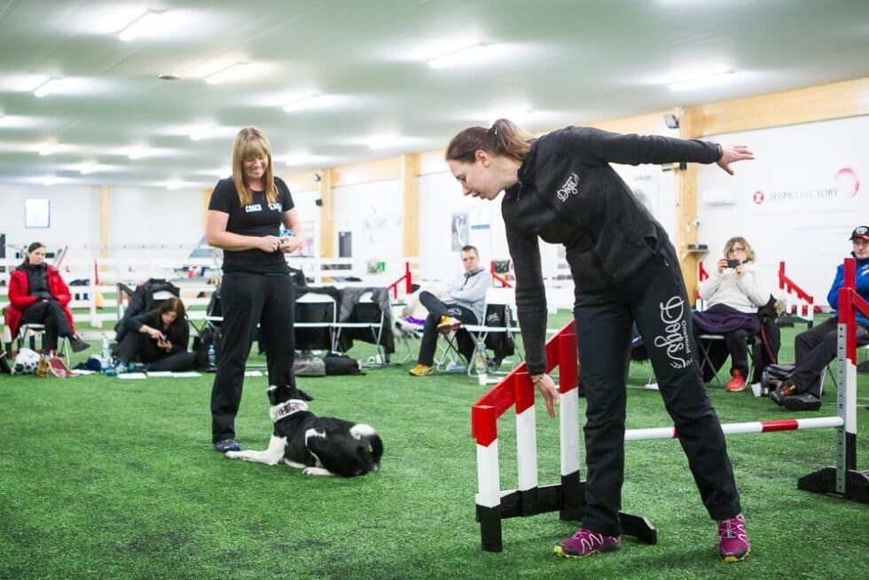 Footwork and Handler Mechanics in Dog Agility - OneMind Dogs
