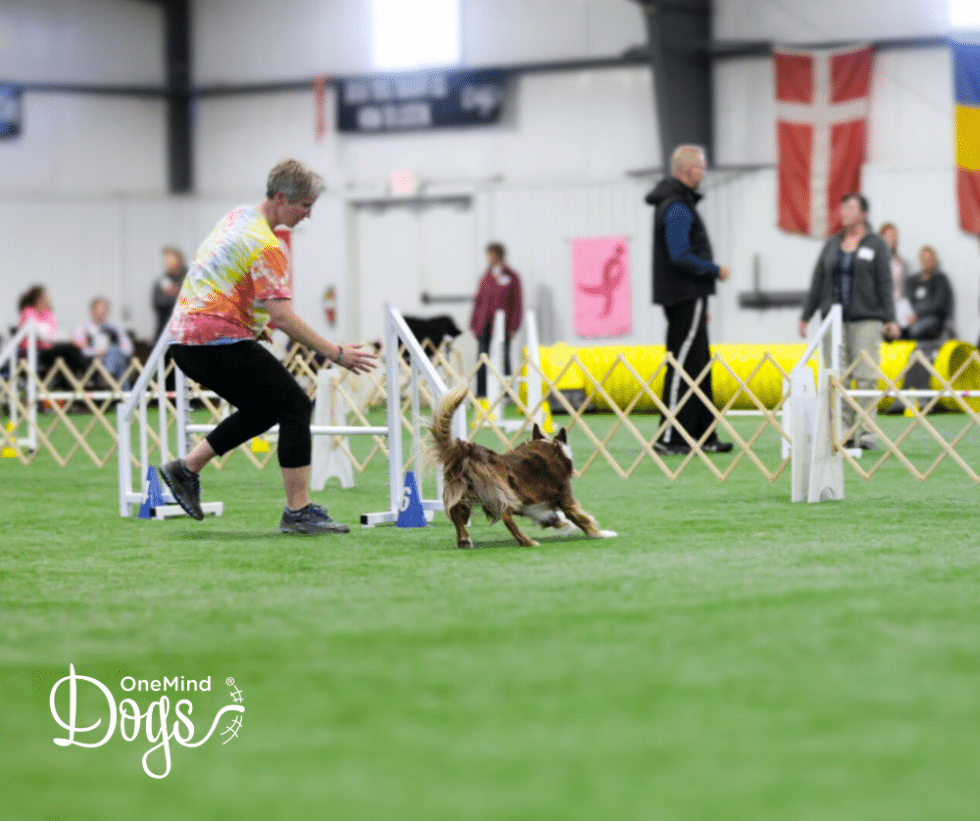 Agility webinar: Footwork and handler mechanics in dog agility