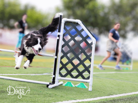 Balancing obstacle focus and handler focus in dog agility - OneMind Dogs