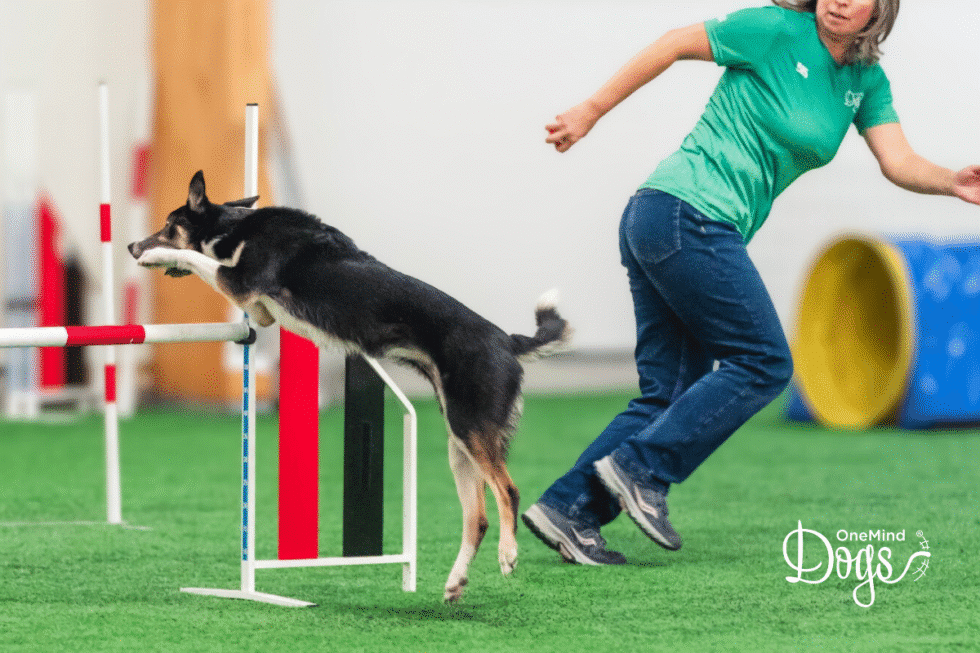 Why your agility dog wants you to focus on the basics first