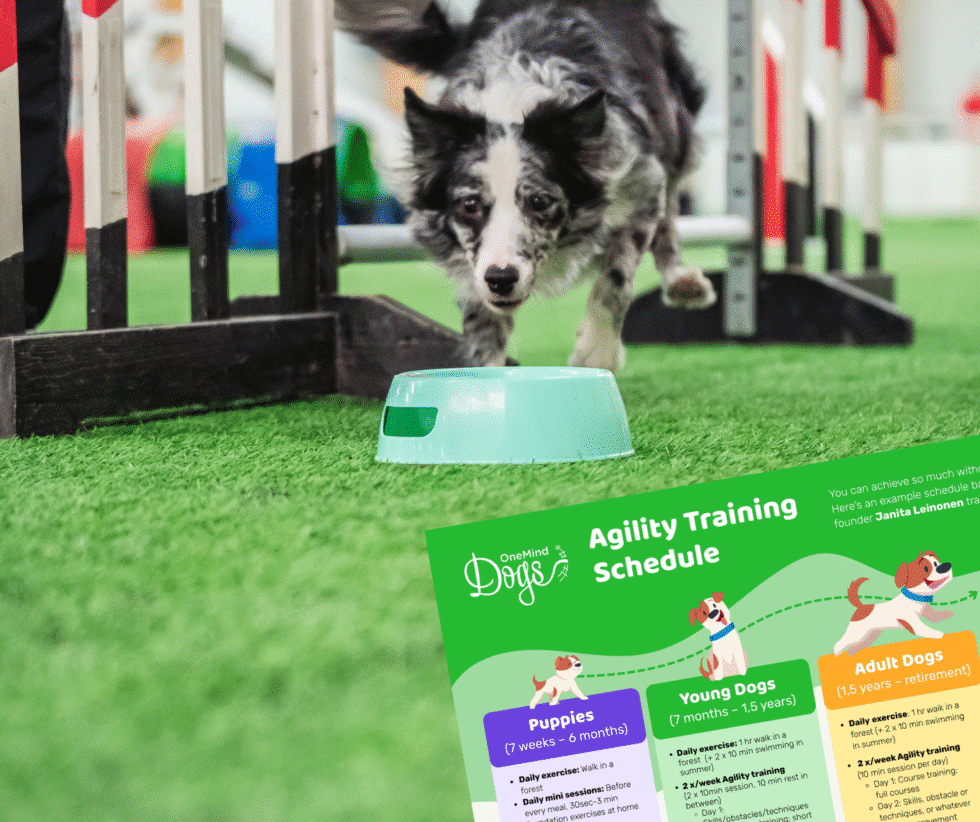 Should you follow a dog agility training schedule?