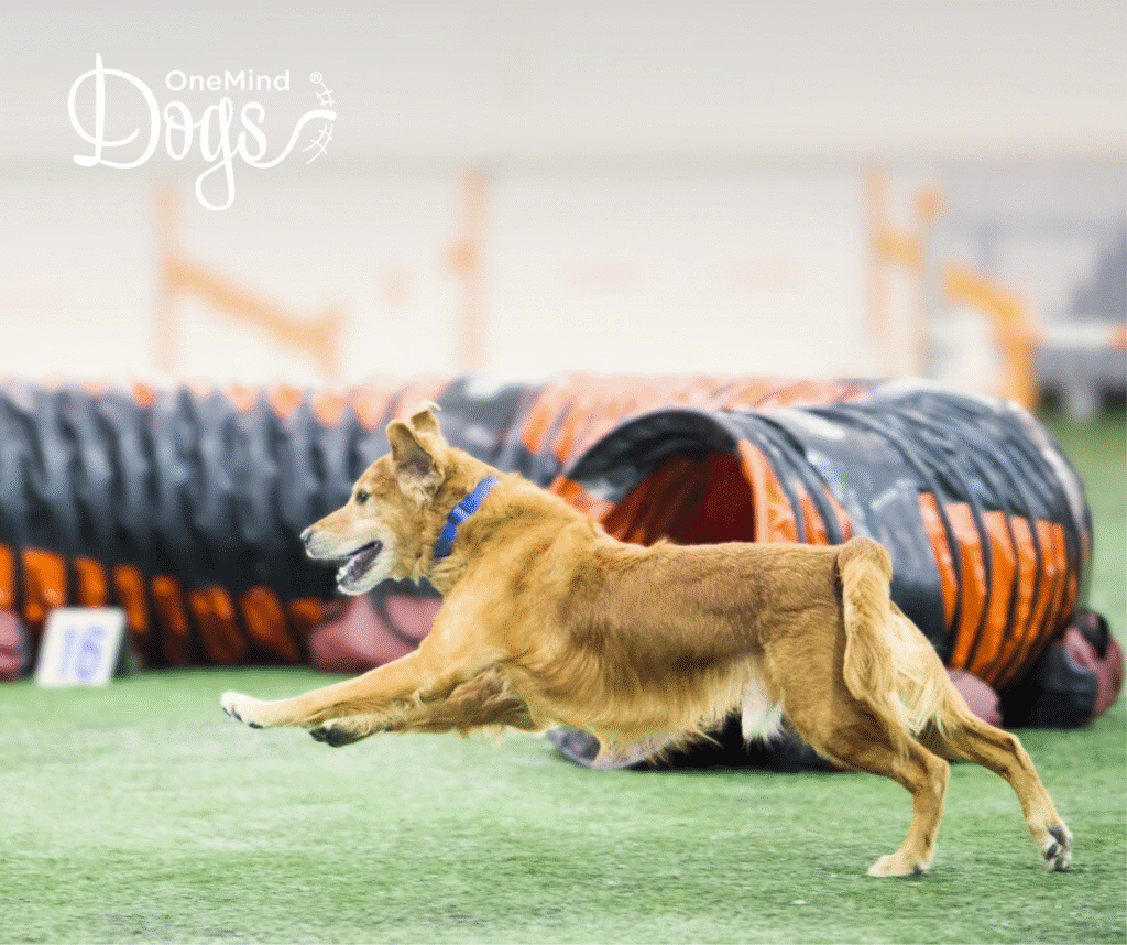 OneMind Dogs Global Agility Challenge