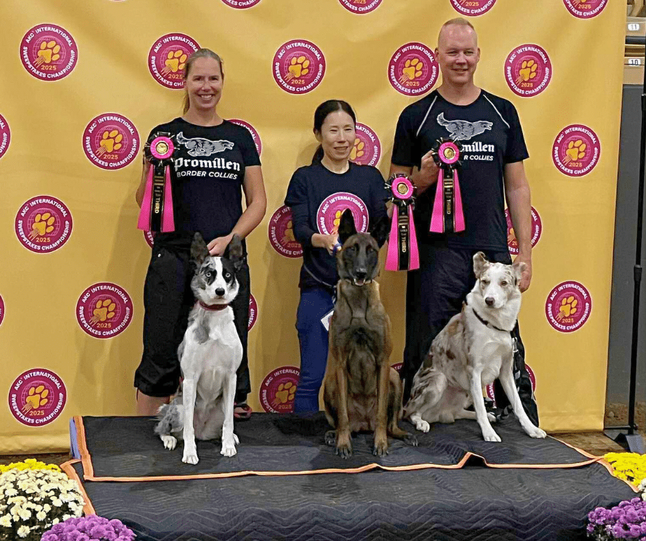 Learning agility the way dogs understand it: Dino & Chikage’s story